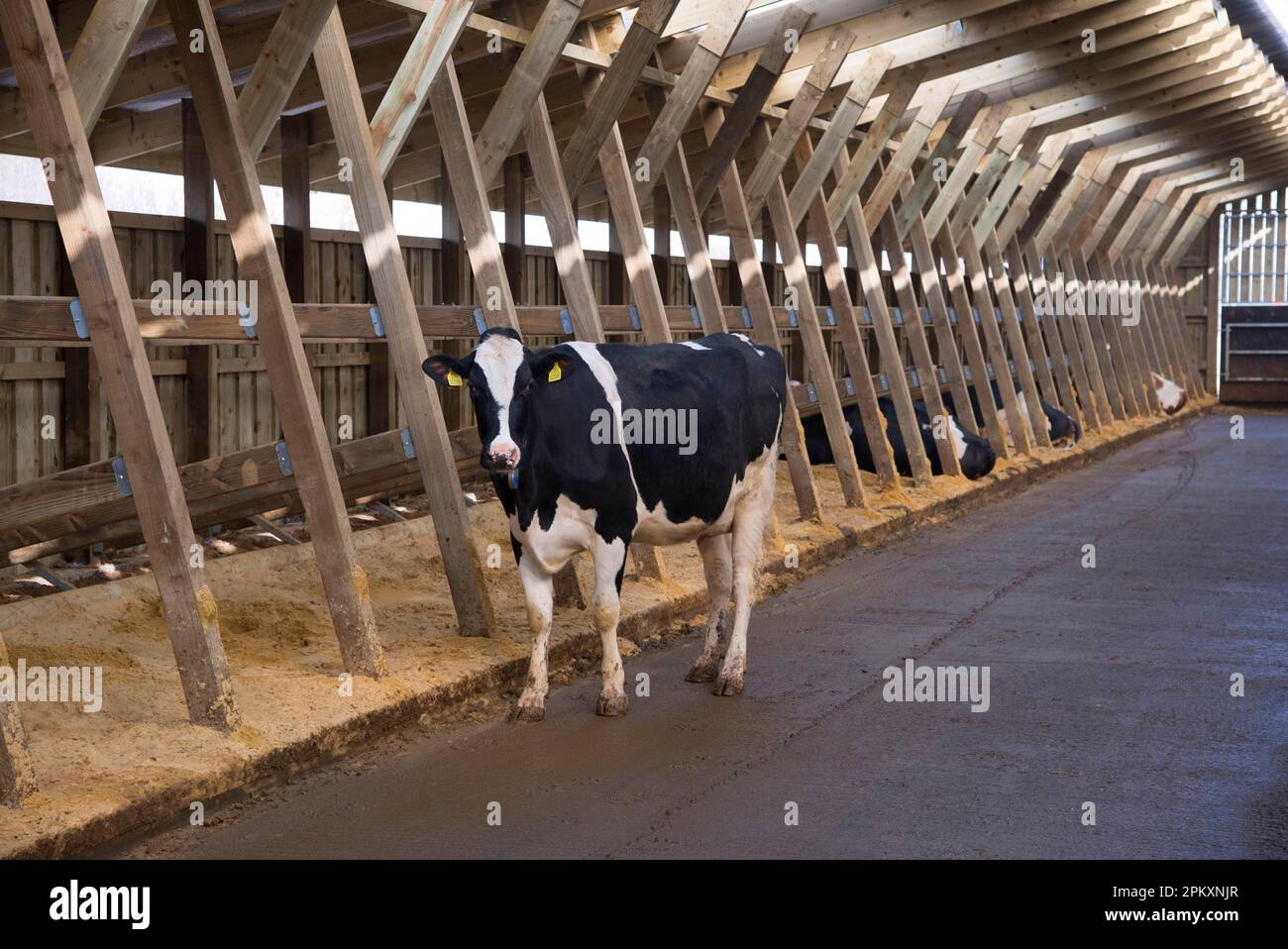 Dairy farming, Holstein dairy cows, standing in wooden cubicle house ...