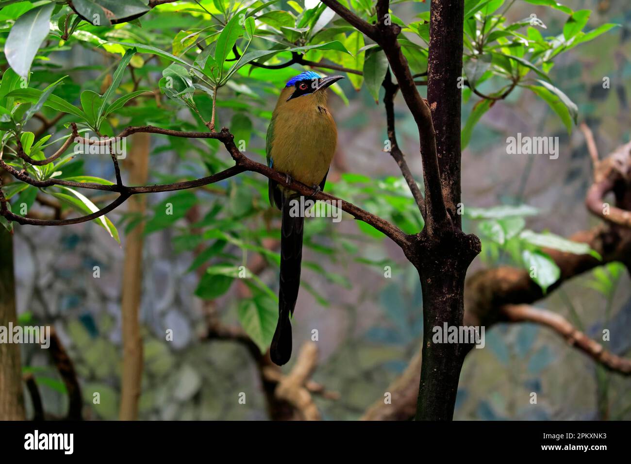 Blue Crowned Motmot, adult on branch, South America (Momotus momota ...