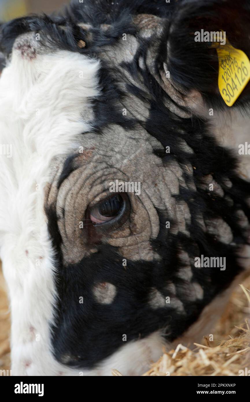 Dairy farming, young dairy heifer, with Ringworm infection, close-up of ...