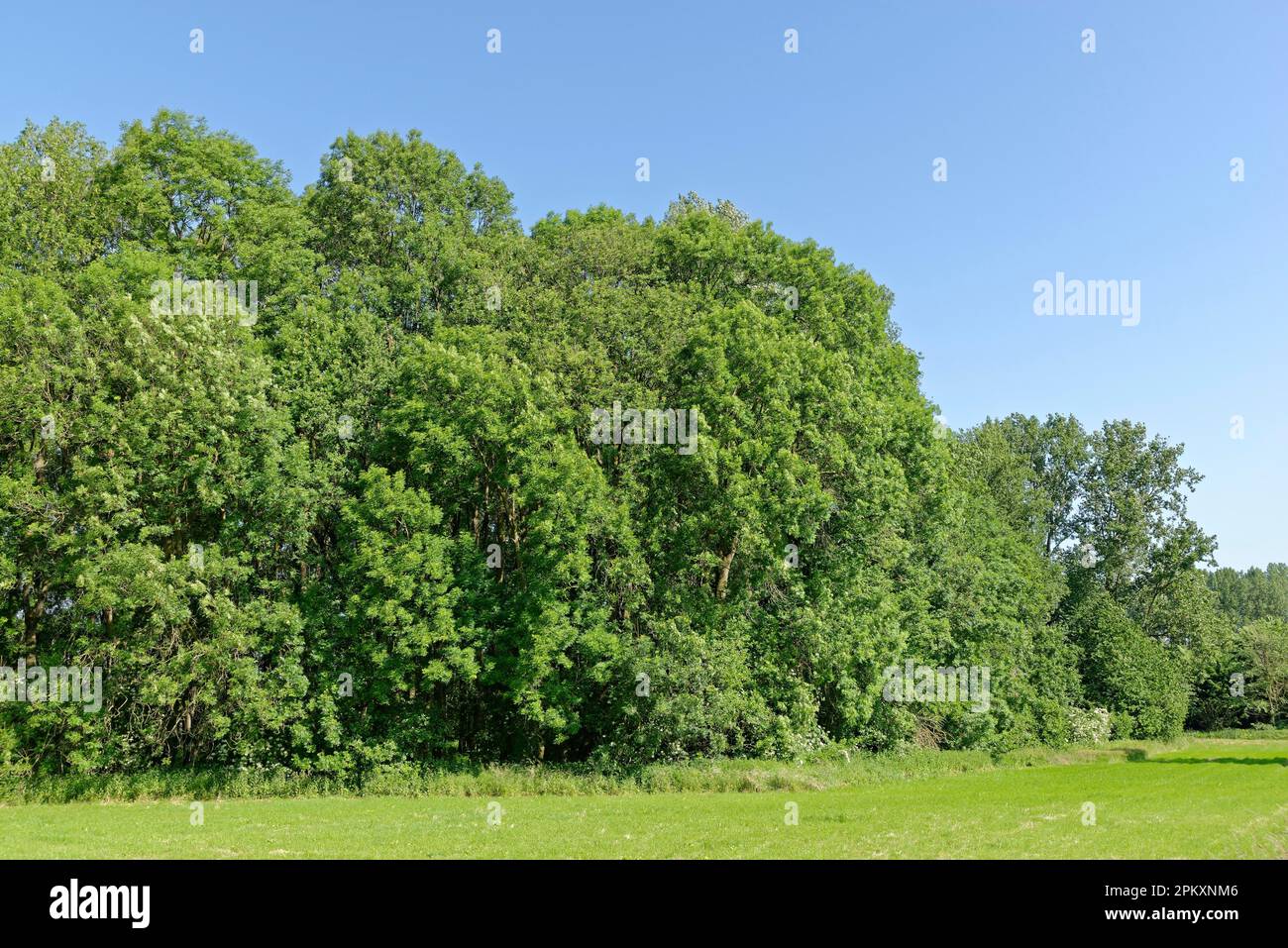 Forest edge with common European ash (Fraxinus excelsior), Kempen ...