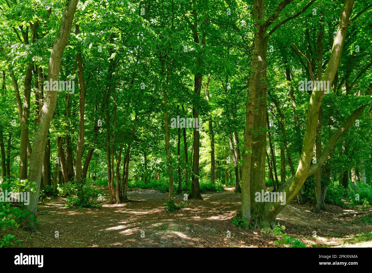 Forest with English oak (Quercus robur) and European hornbeam (Carpinus ...