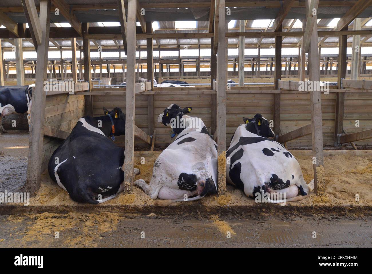 Dairy farming, Holstein dairy cows, resting in wooden cubicle house ...