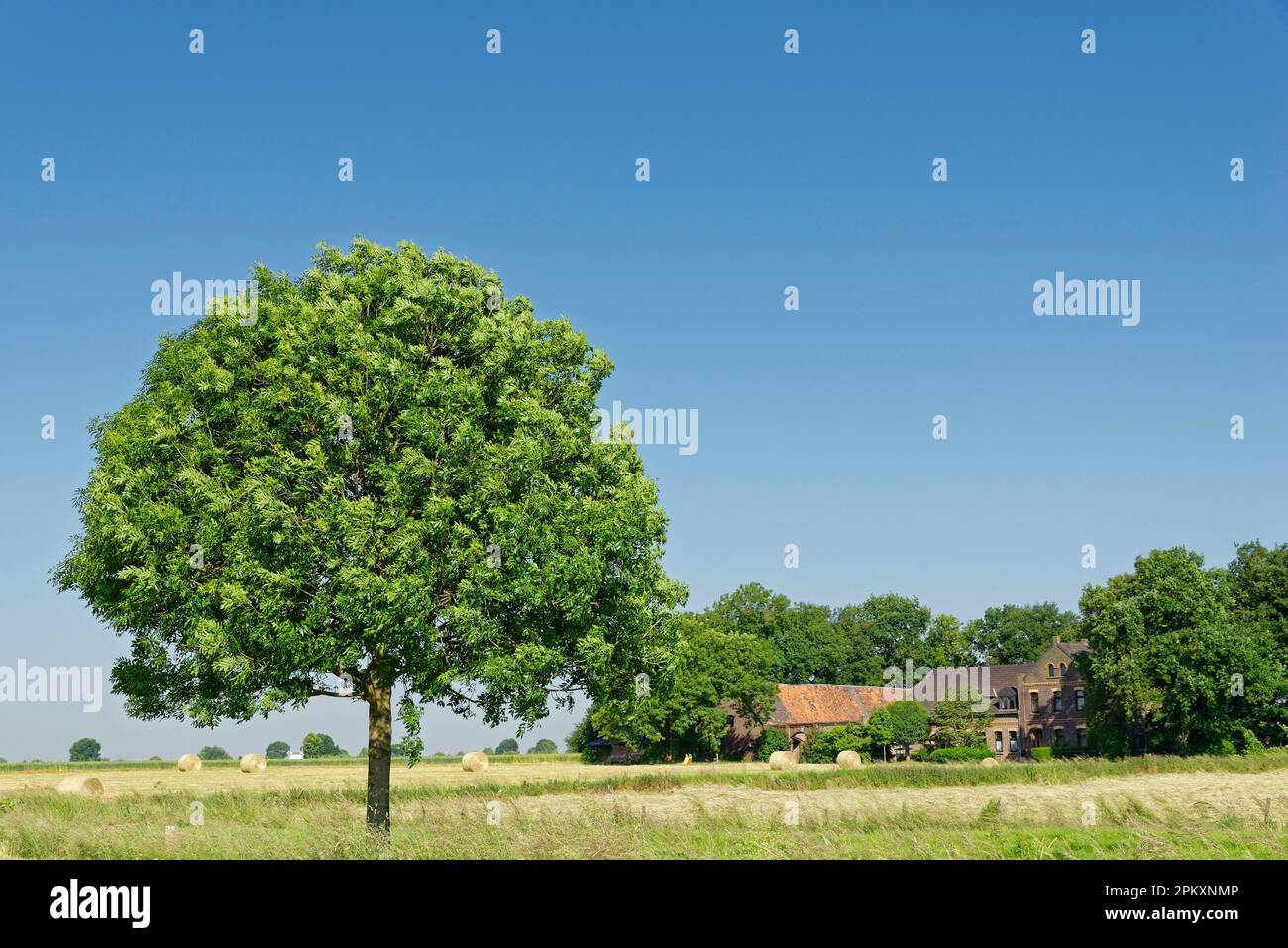 Farm with ash tree (Fraxinus excelsior), St. Hubert, Kempen, North ...