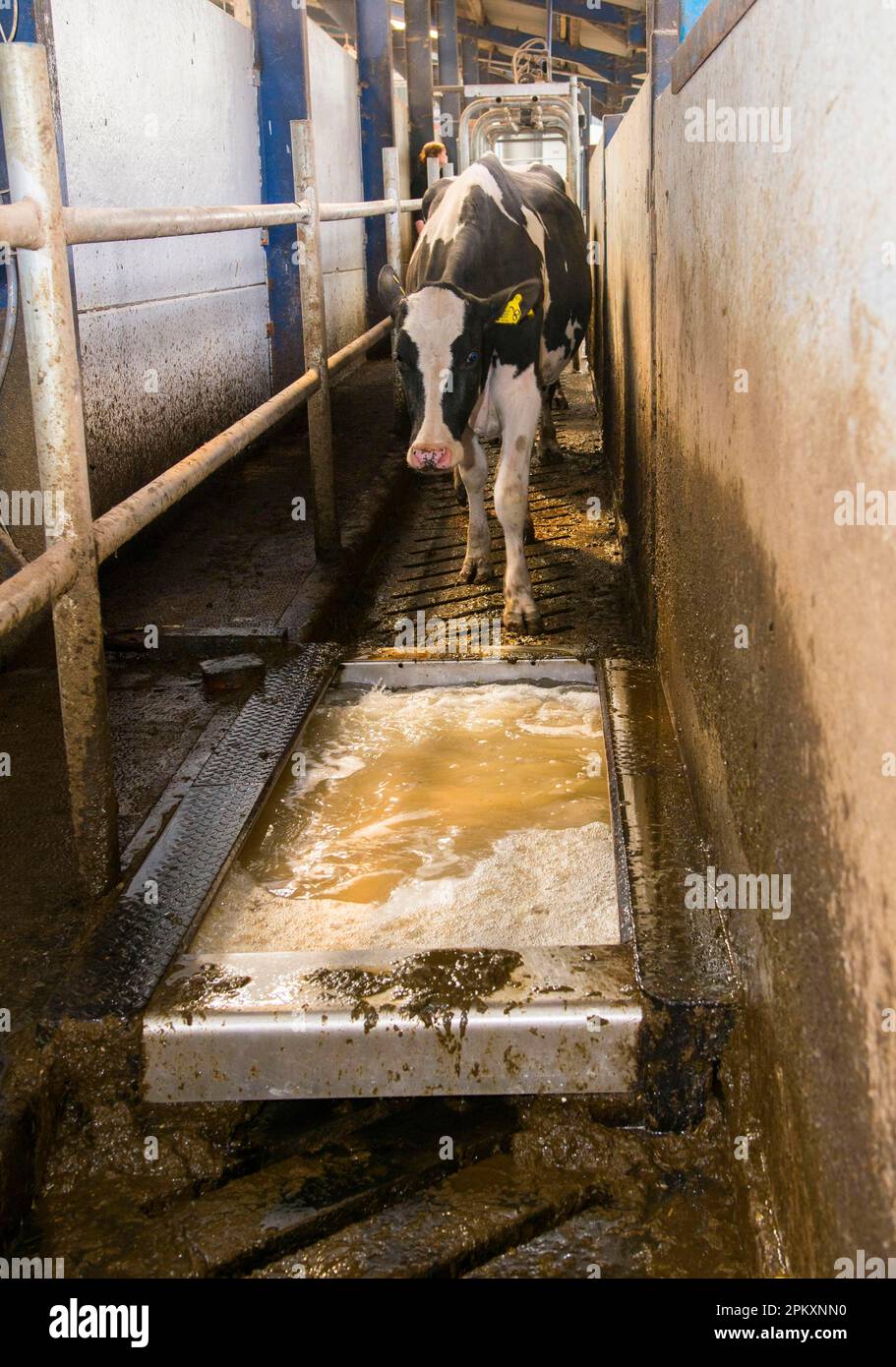 Dairy farming, Holstein cows going through formaldehyde footbath after ...