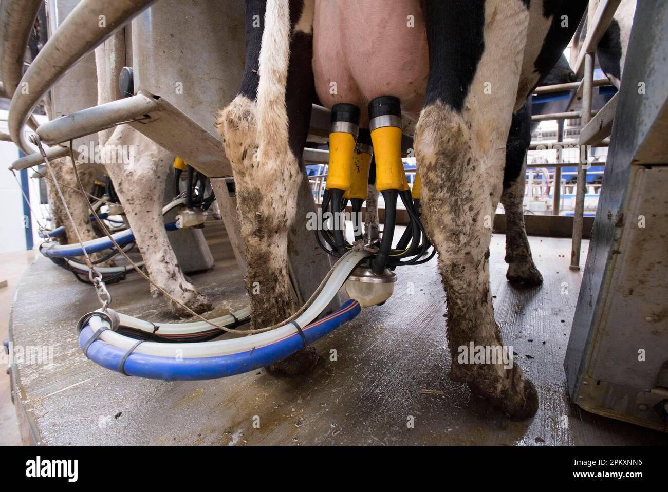 Dairy farming, close-up of milking cluster, Holstein dairy cows being ...