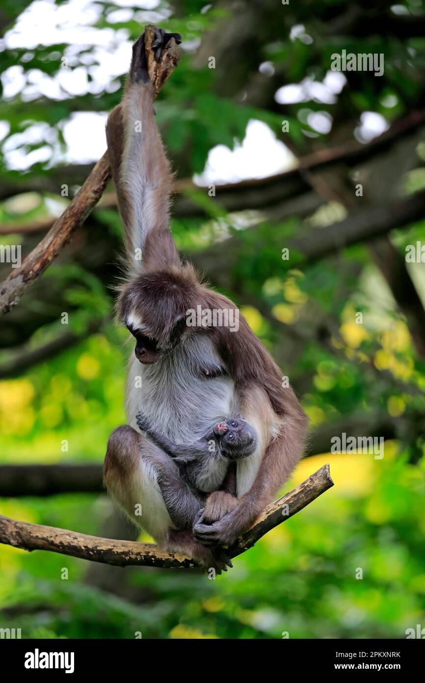 White Bellied Spider Monkey (Ateles belzebuth), female with young tree ...