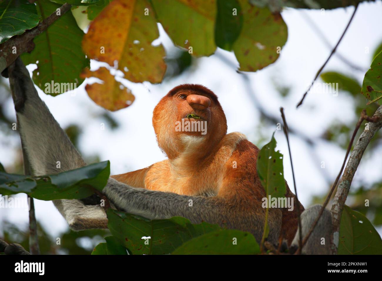Proboscis monkey (Nasalis larvatus) male, Bako National Park, Sarawak ...
