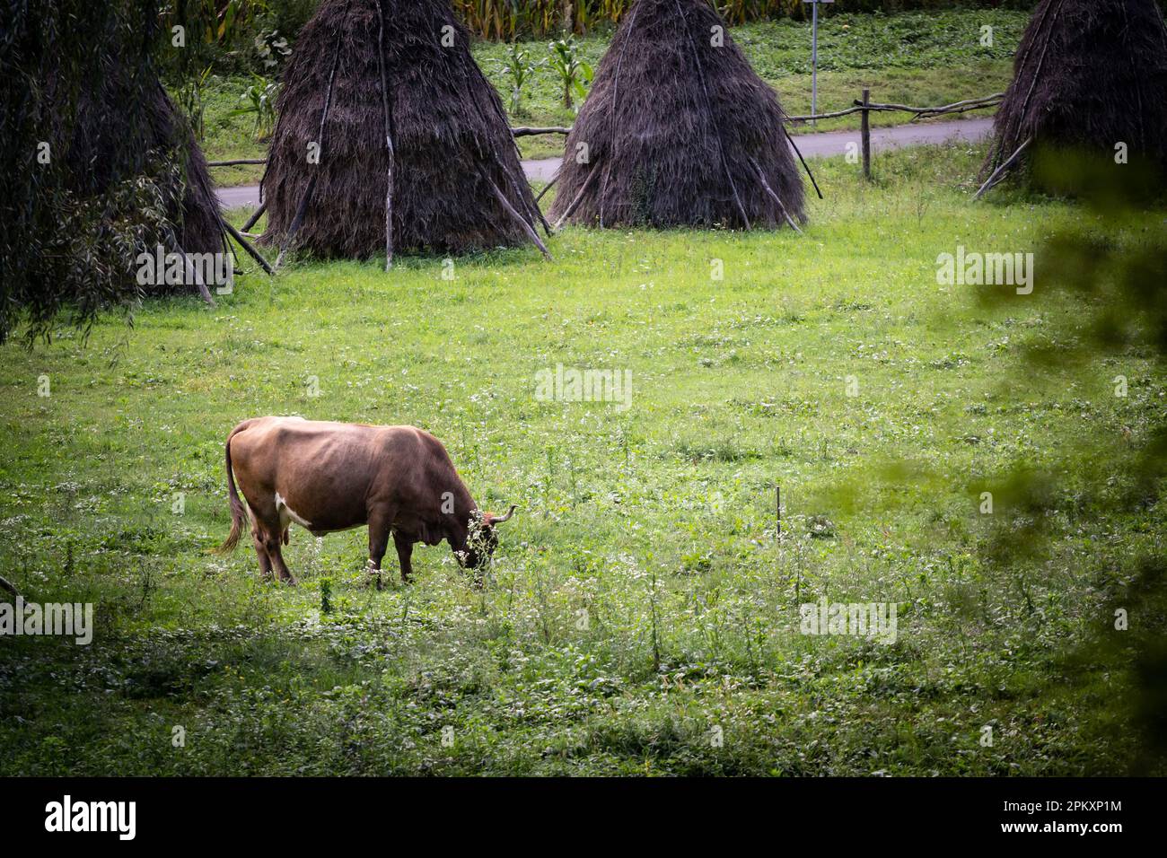 Field with a cow hi-res stock photography and images - Alamy