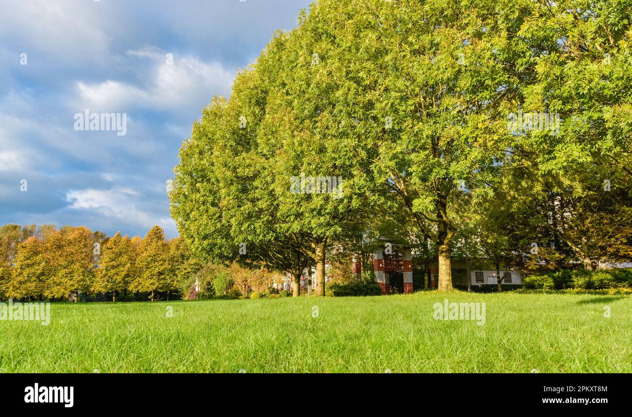 Recreation area in a park. Green lawn and trees with large, overgrown ...