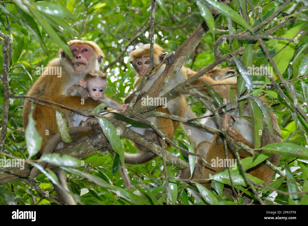 Toque macaques hi-res stock photography and images - Alamy