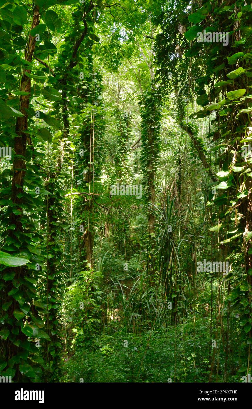 Royal Forest Park Udawattakele, Kandy, Sri Lanka Stock Photo - Alamy