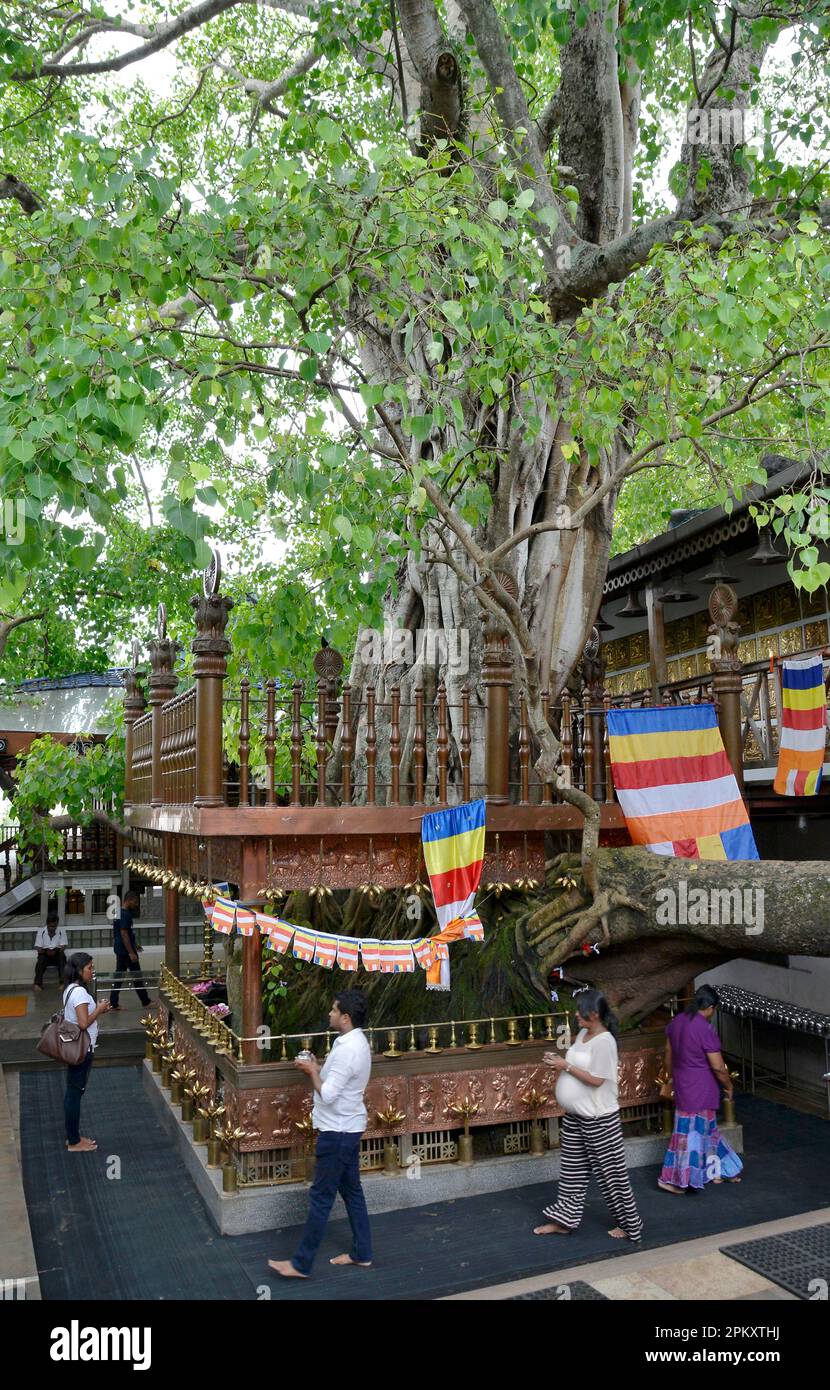 Gangaramaya temple colombo bodhi tree hi-res stock photography and ...