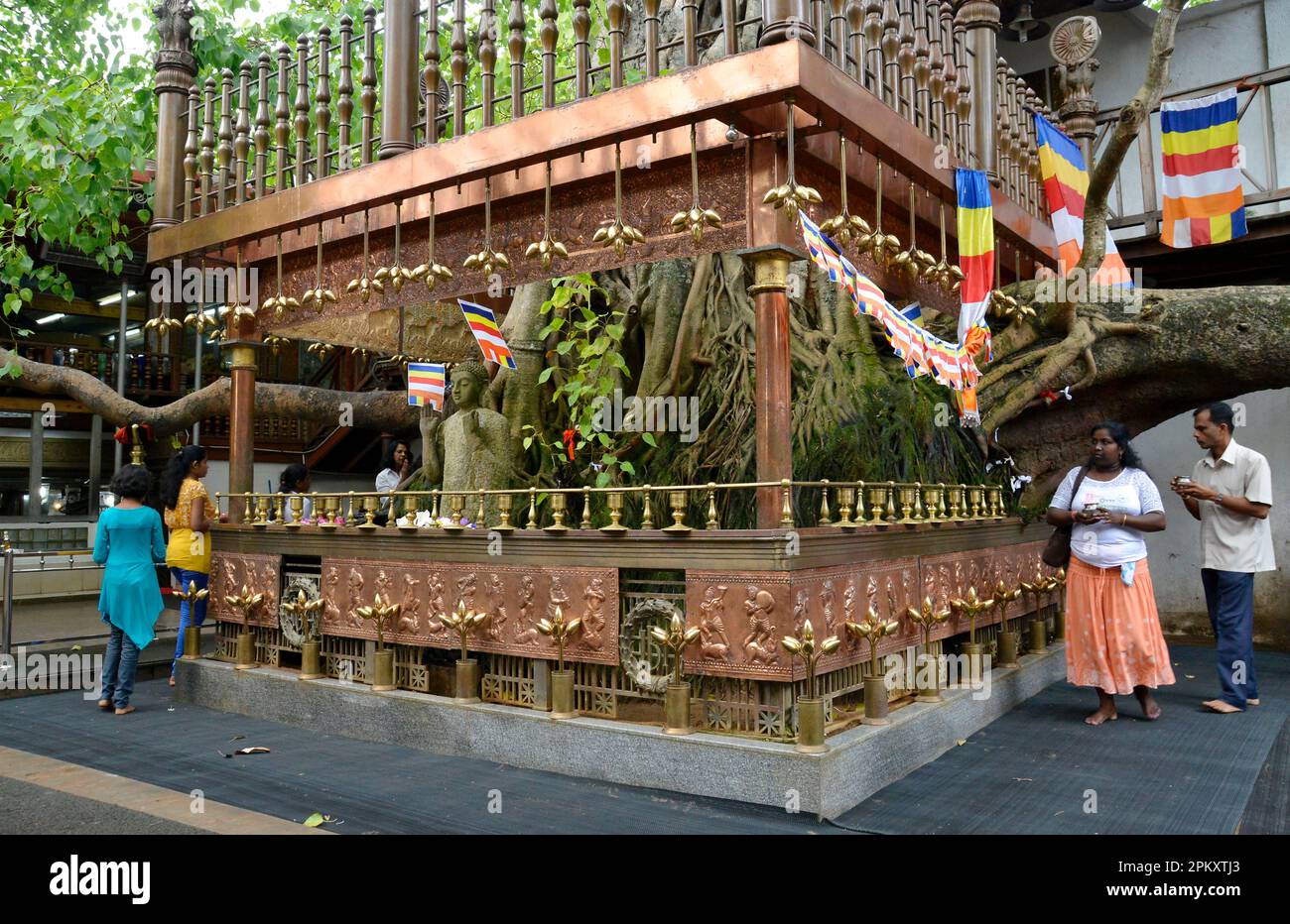 Bodhi tree, Gangaramaya Temple, Colombo, Sri Lanka Stock Photo - Alamy