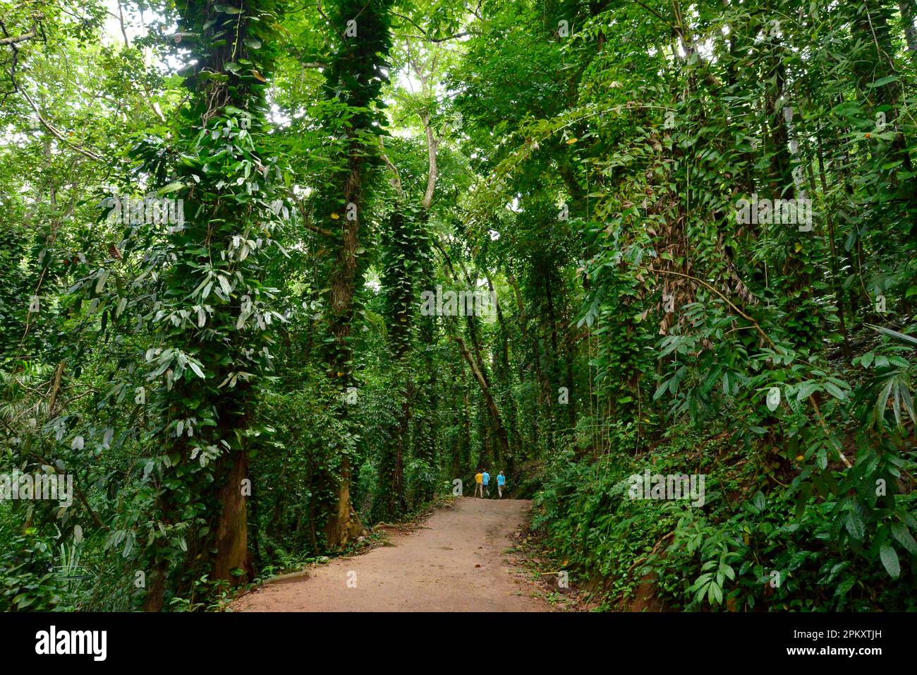 Royal Forest Park Udawattakele, Kandy, Sri Lanka Stock Photo - Alamy