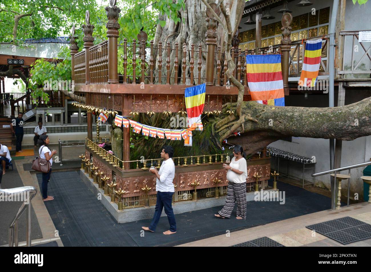 Bodhi tree, Gangaramaya Temple, Colombo, Sri Lanka Stock Photo - Alamy