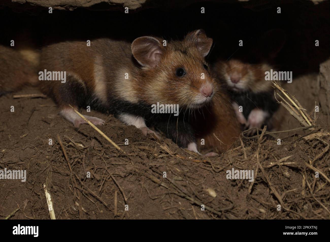 European Hamster (Cricetus cricetus), family, female with juveniles in ...