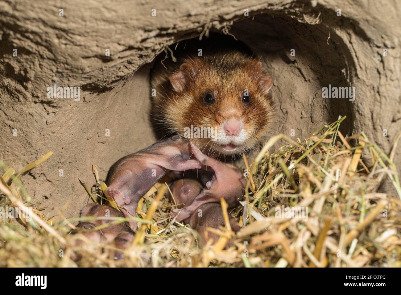 European Hamster (Cricetus cricetus), female with youngs, 7 days, in ...