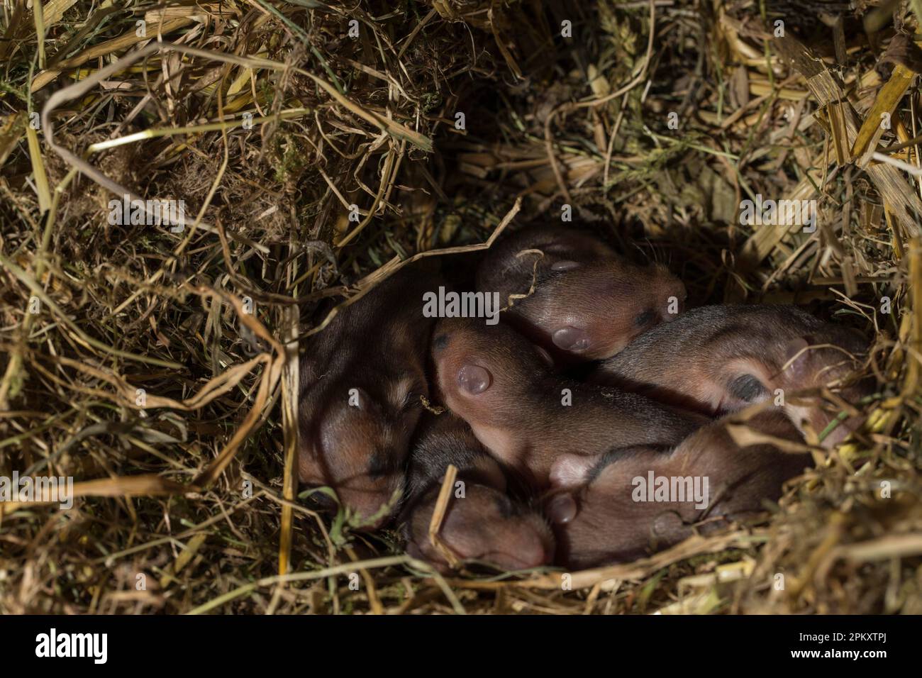 European Hamster (Cricetus cricetus), youngs, 6 days, in burrow, europe ...