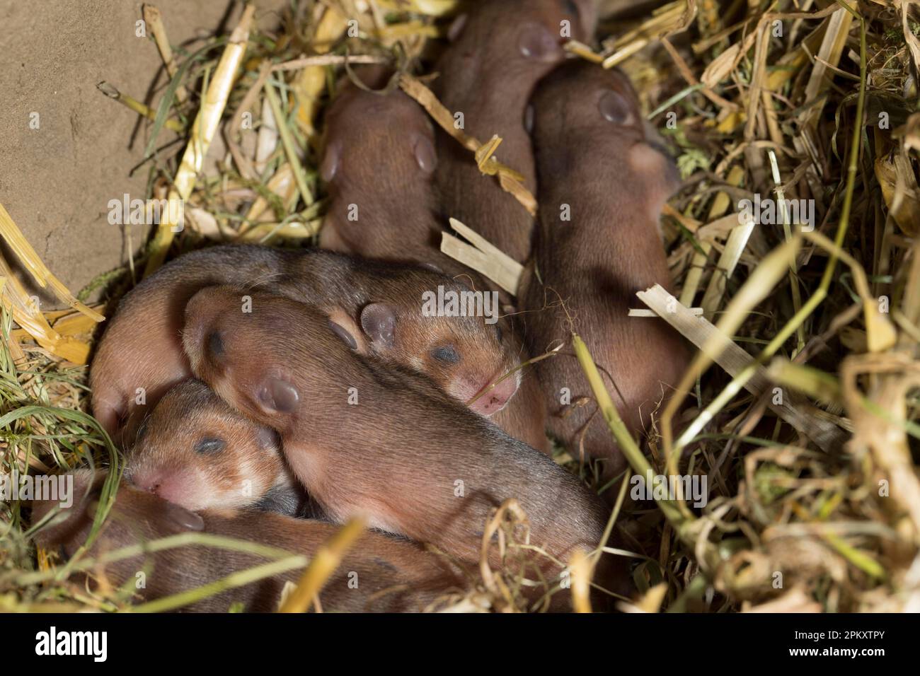 European Hamster (Cricetus cricetus), youngs, 7 days, in burrow, europe ...