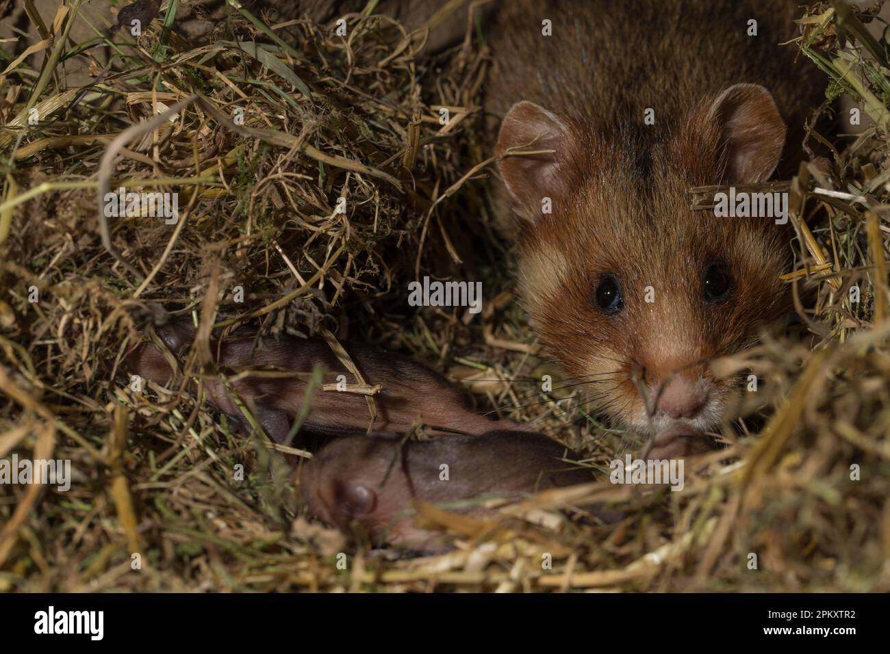 European Hamster (Cricetus cricetus), female with youngs, 6 days, in ...
