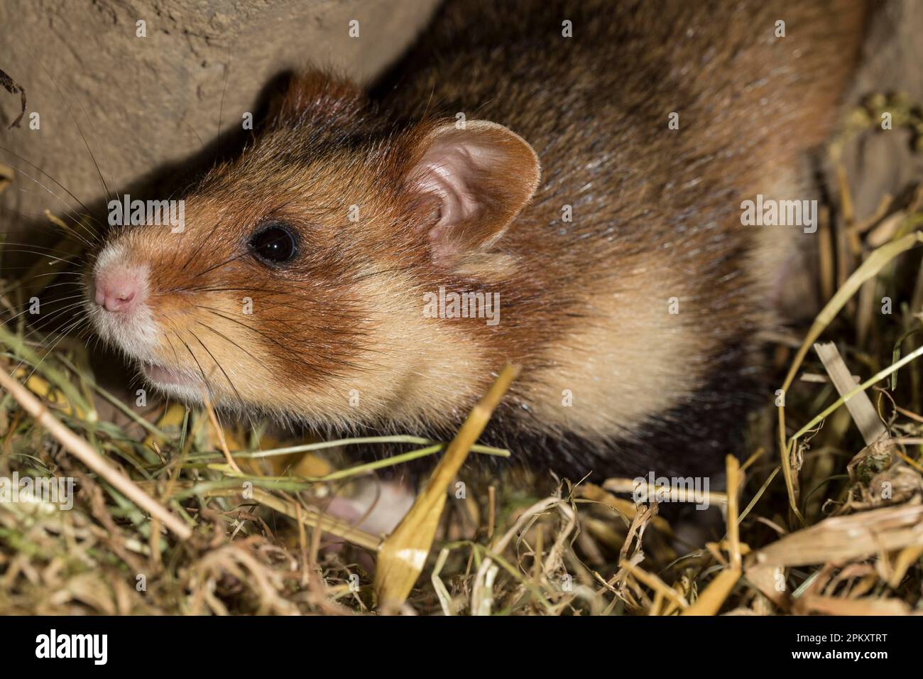 European Hamster (Cricetus cricetus), female in burrow, Europa Stock ...
