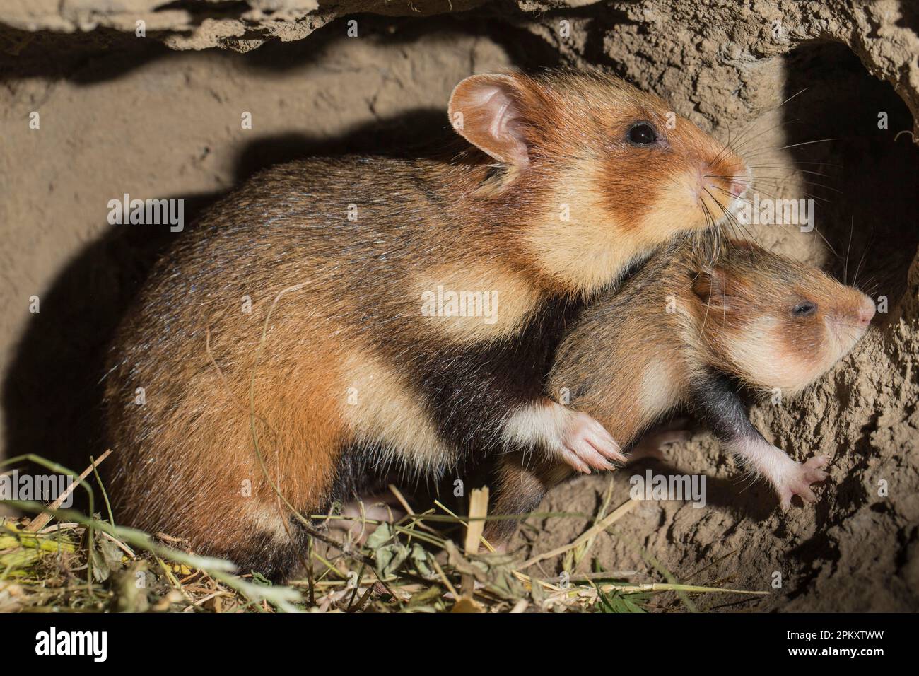 European Hamster (Cricetus cricetus), female with young, 16 days, in ...