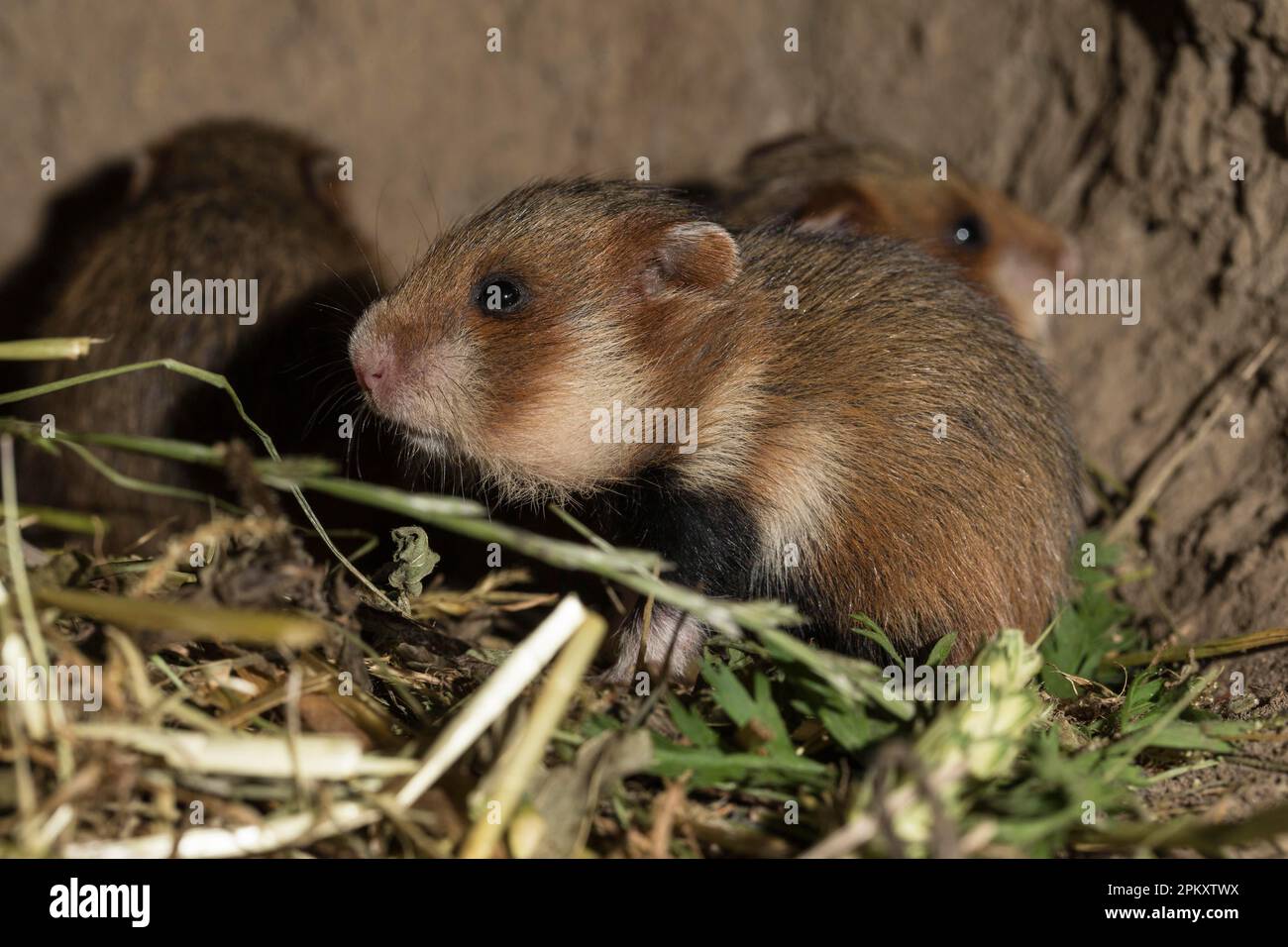 European Hamster (Cricetus cricetus), youngs, 16 days, in burrow ...
