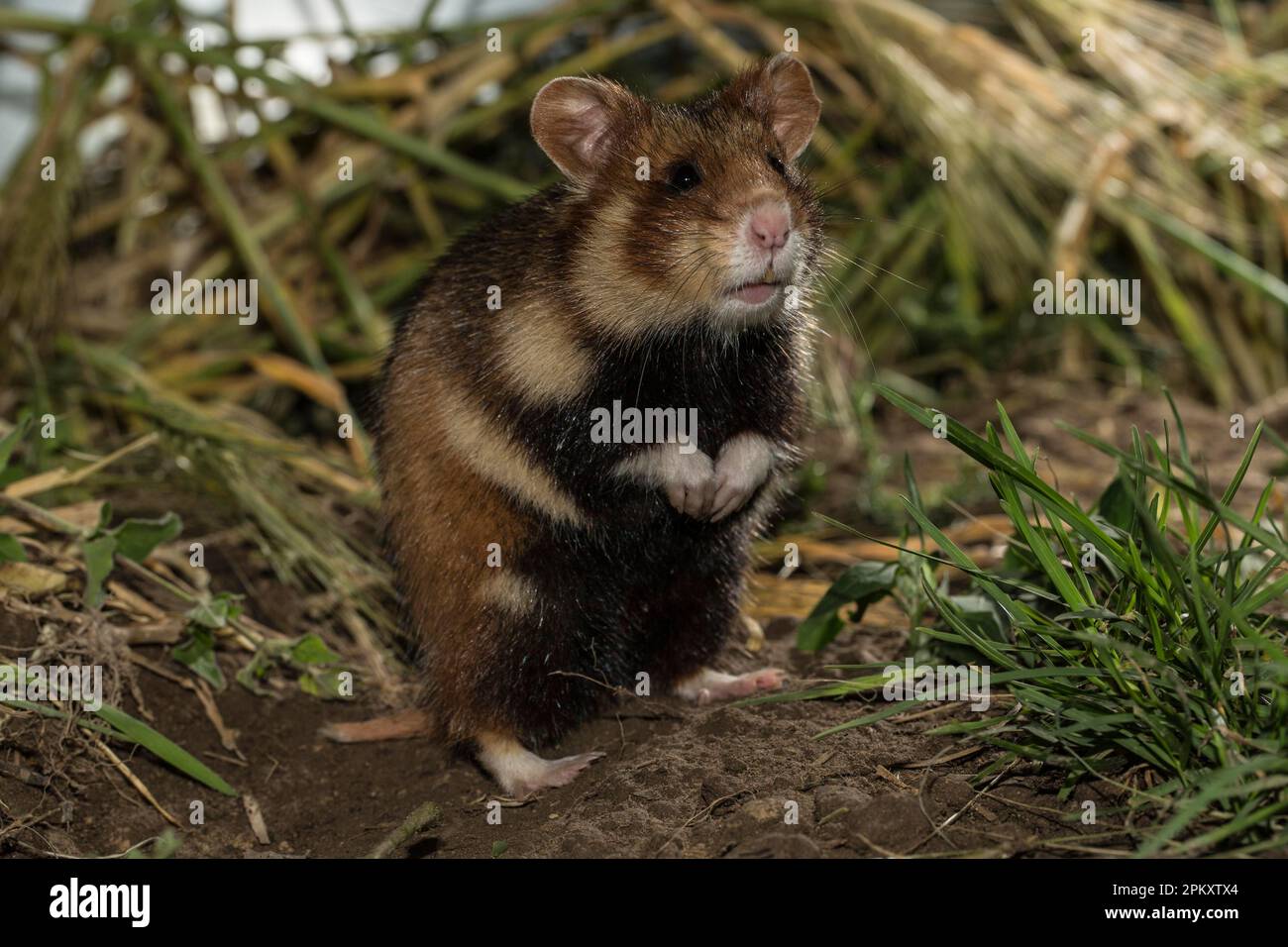 European Hamster (Cricetus cricetus), female, Europe Stock Photo - Alamy