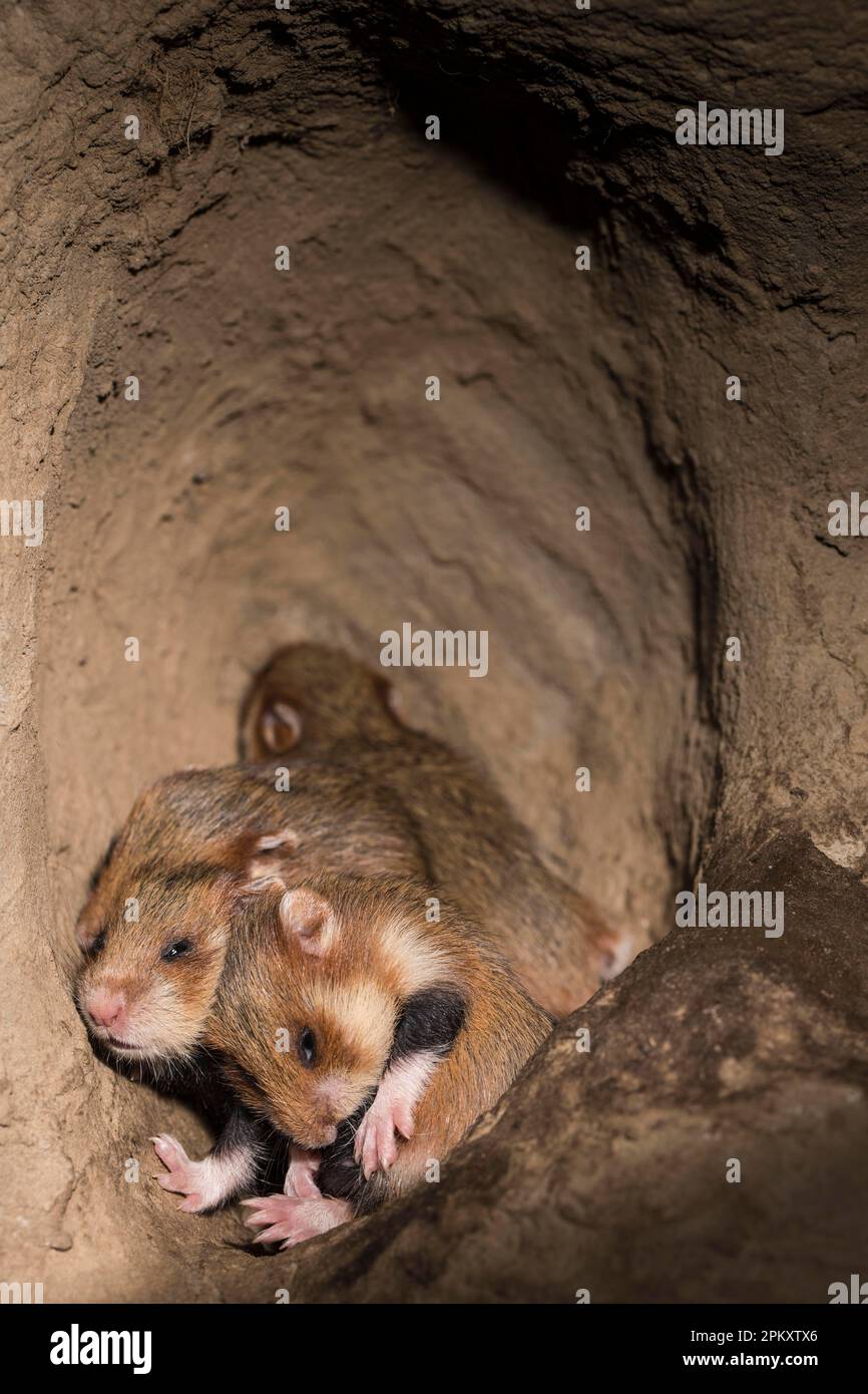 European Hamster (Cricetus cricetus), youngs, 15 days, in burrow ...