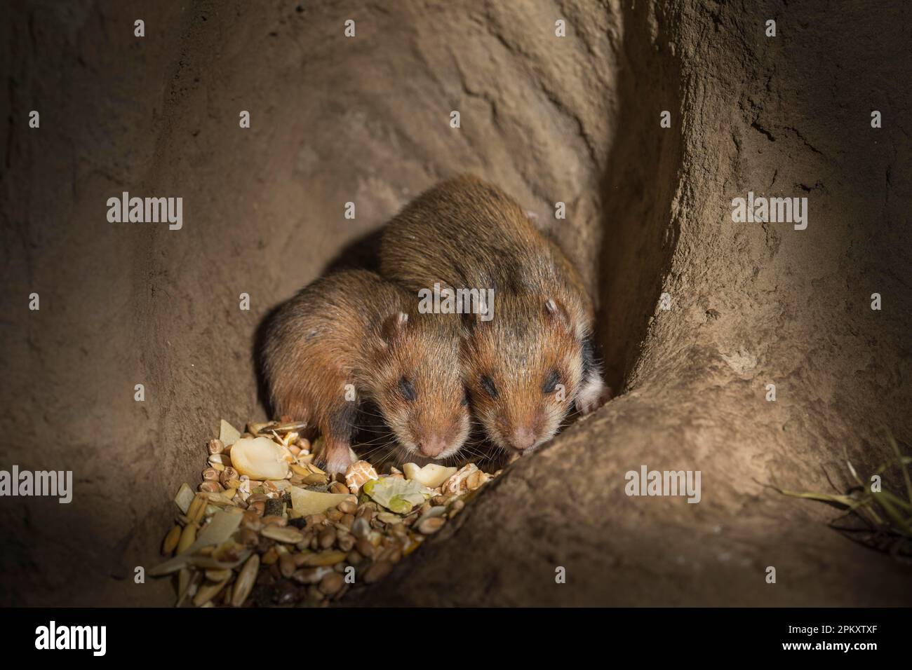 European Hamster (Cricetus cricetus), youngs, 13 days, in burrow ...