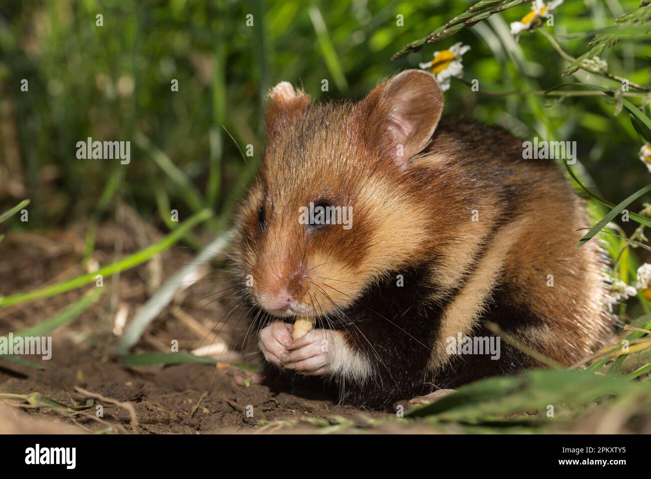 European Hamster (Cricetus cricetus), adult, female, in grass, Europe ...