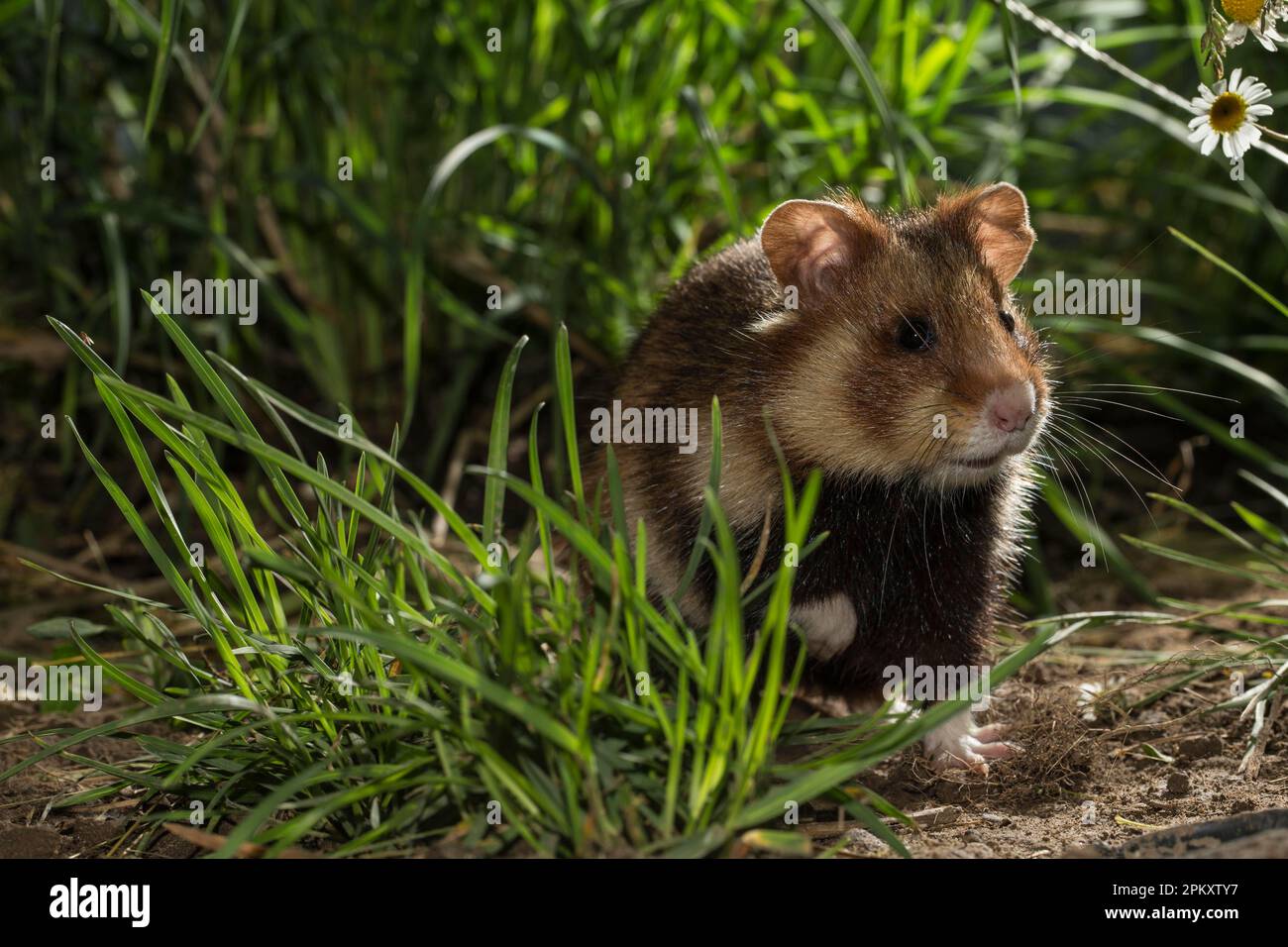 European Hamster (Cricetus cricetus), adult, female, in grass, Europe ...