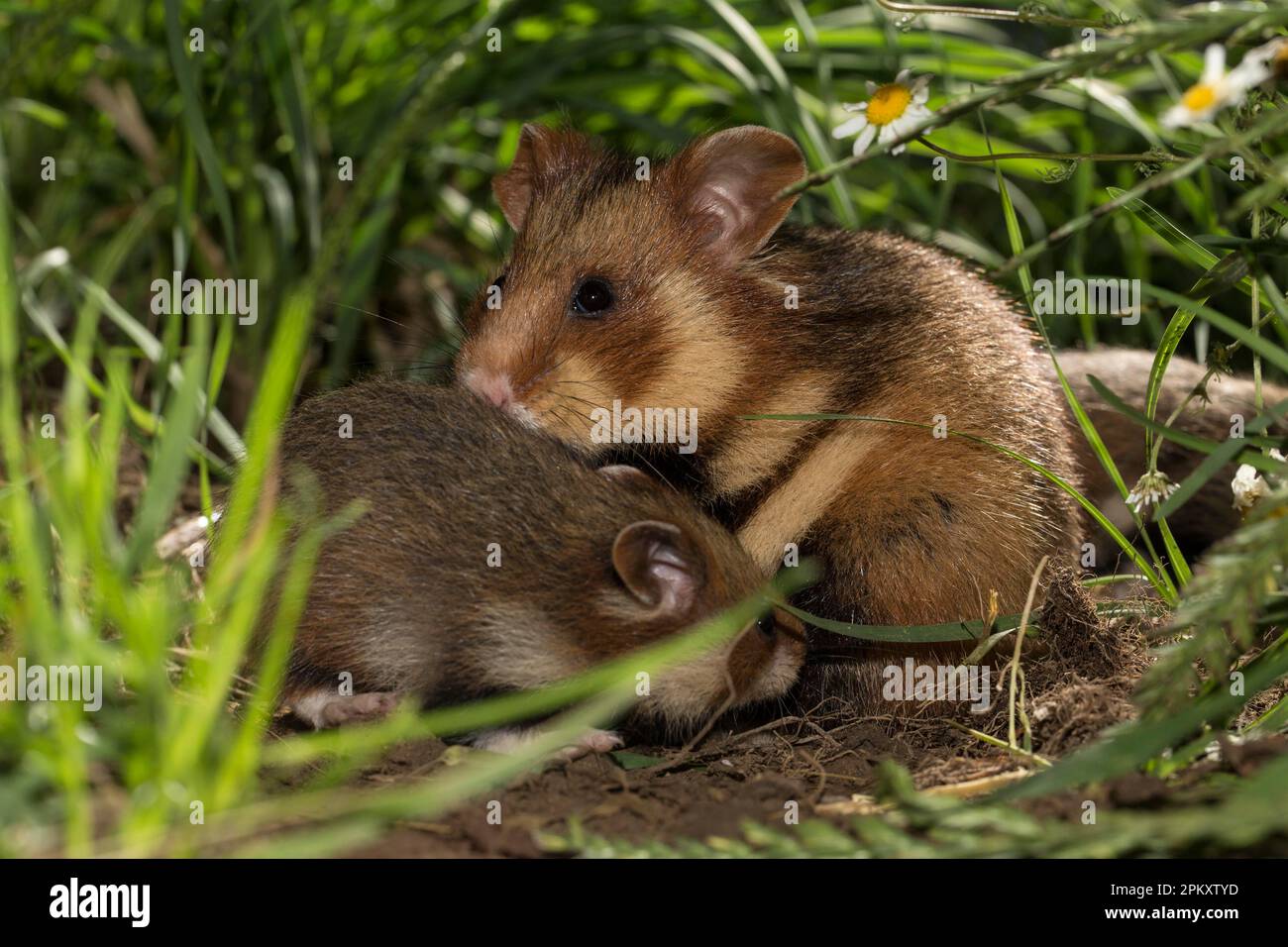 Female with juveniles hi-res stock photography and images - Alamy