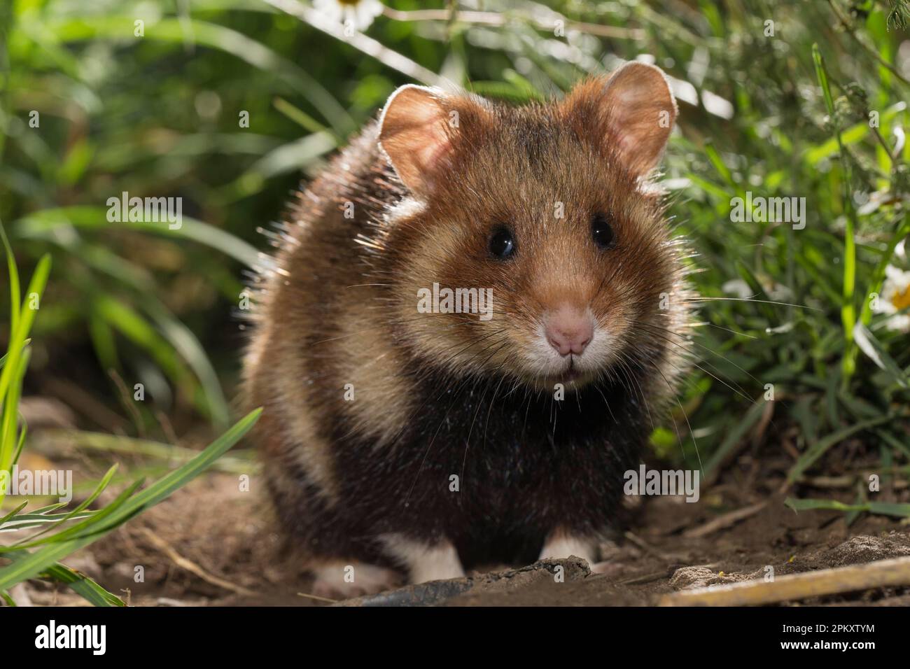 European Hamster (Cricetus cricetus), adult, female, in grass, Europe ...