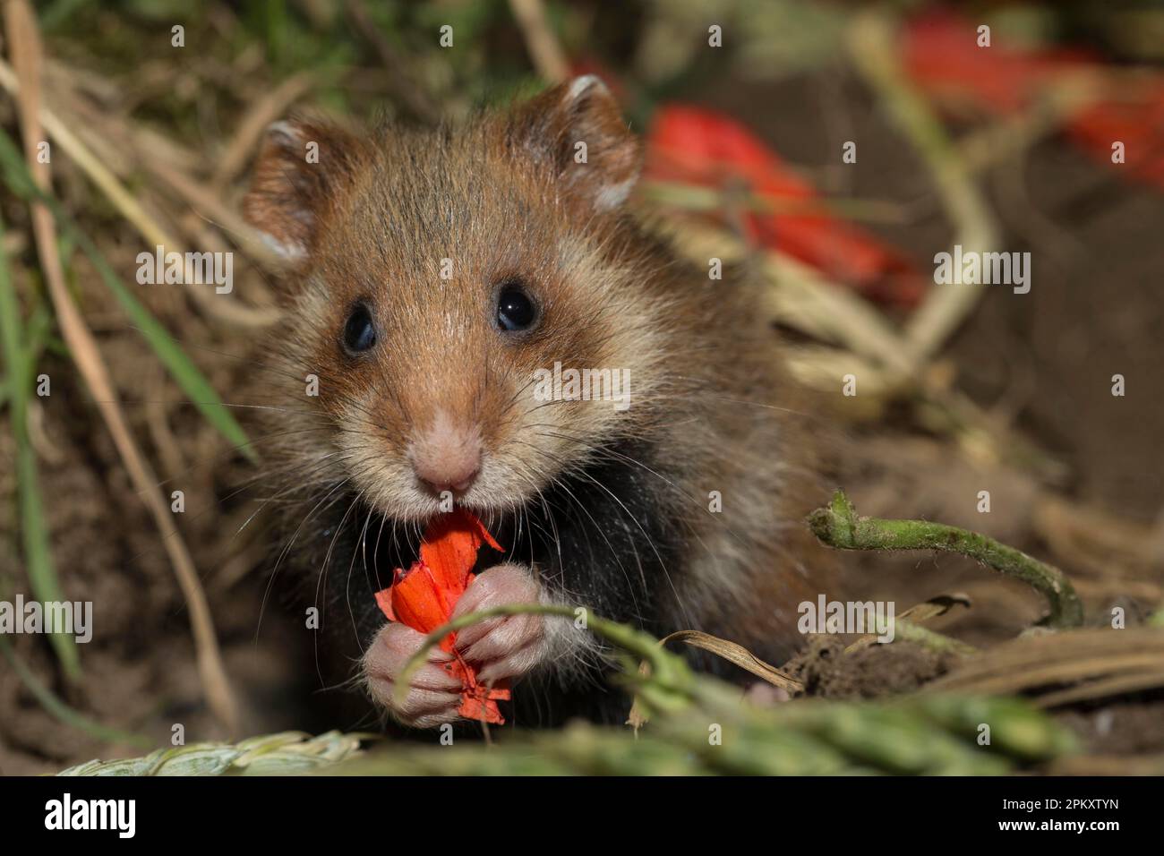 European Hamster (Cricetus cricetus), juvenile, eating poppy petals ...