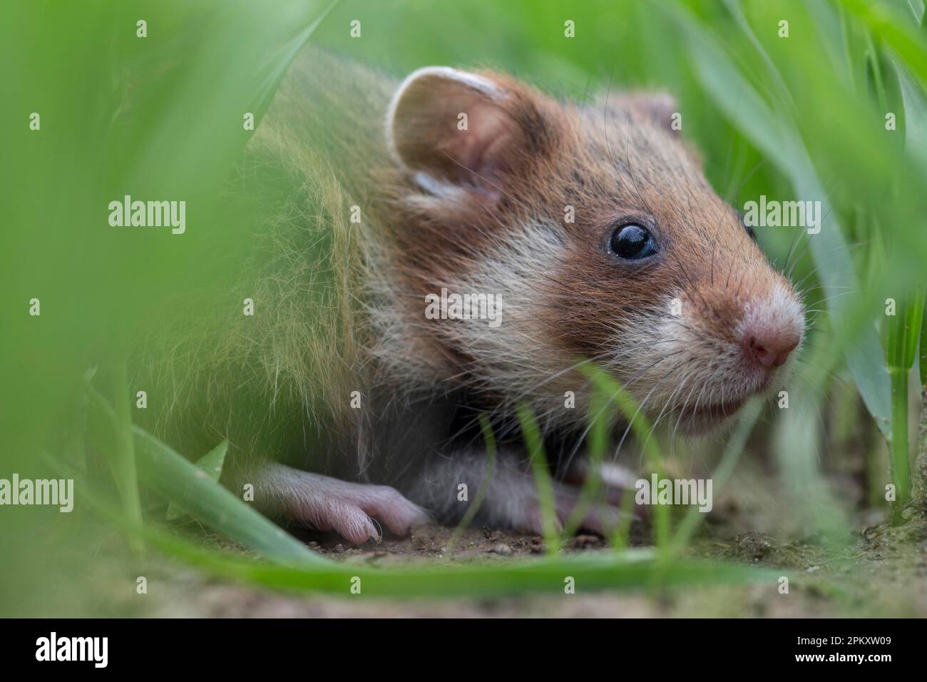 Juvenile corn hi-res stock photography and images - Alamy
