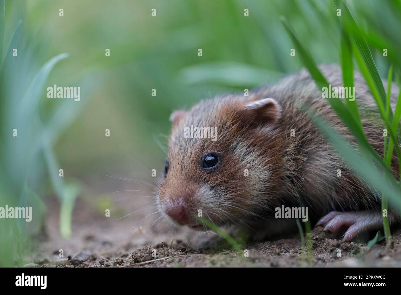 Baby corn cultivation hi-res stock photography and images - Alamy