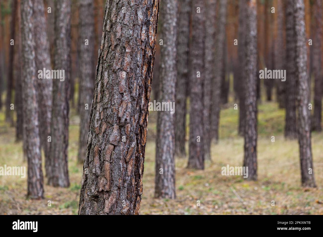 Forest structure hi-res stock photography and images - Alamy