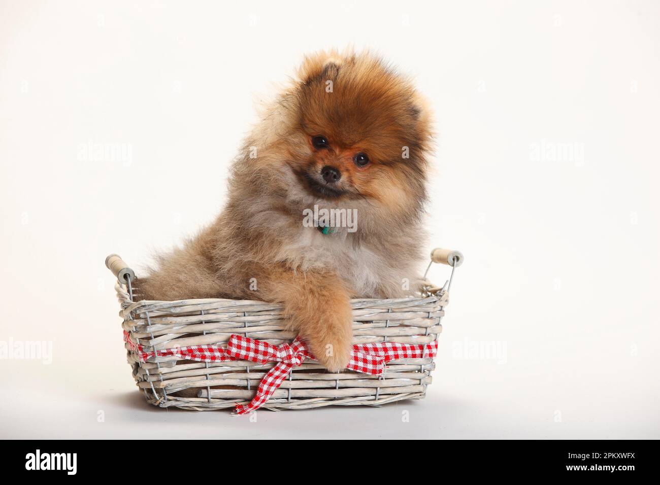 Miniature spitz, puppy, 4 months Stock Photo - Alamy