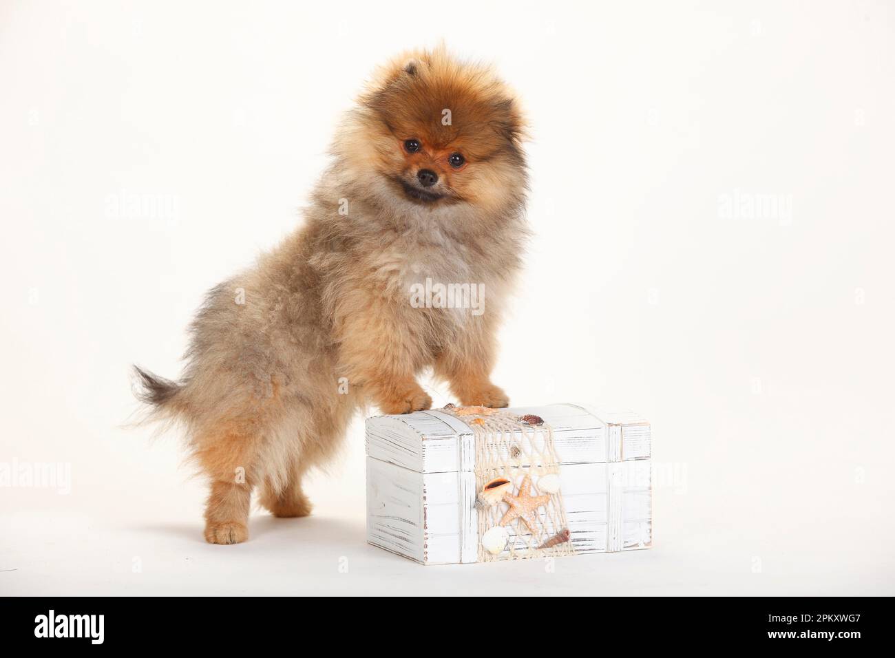 Miniature spitz, puppy, 4 months Stock Photo - Alamy