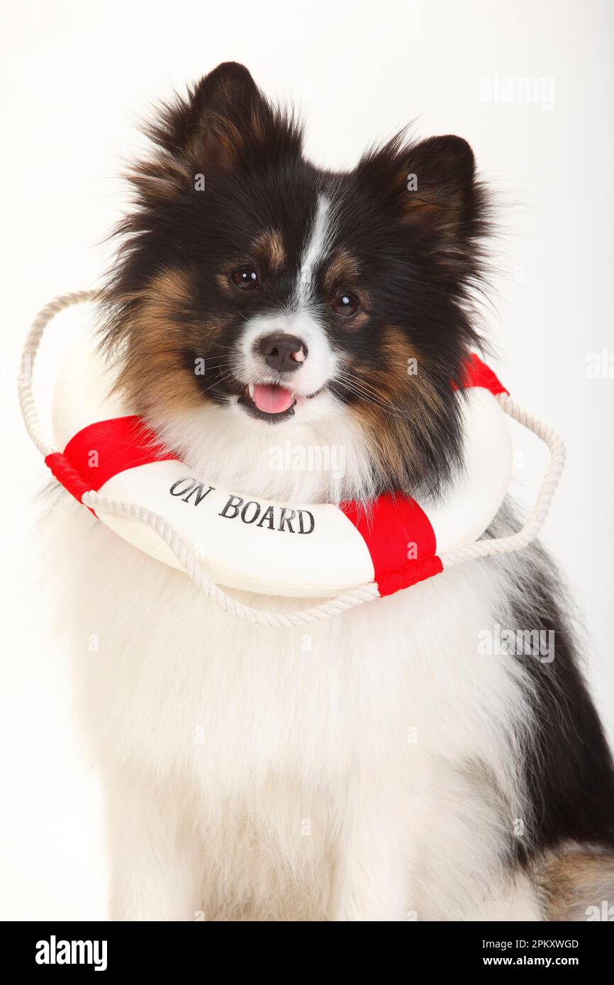 Mixed breed dog (Spitz mixed-breed Stock Photo - Alamy