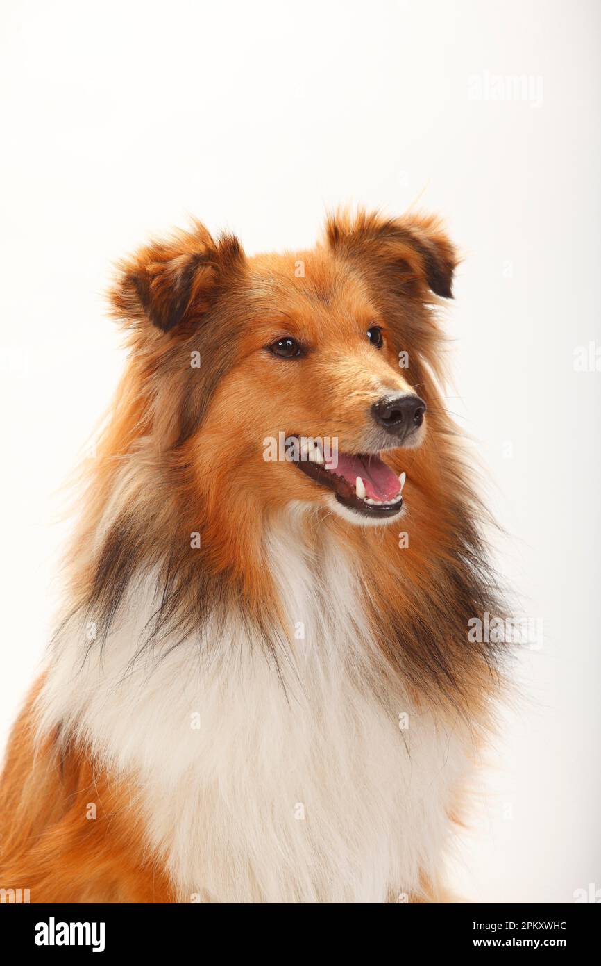 Sable white sheltie hi-res stock photography and images - Alamy