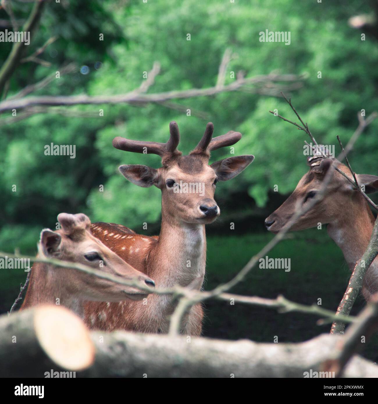 Two white-tailed deer standing near a line of trees and bushes in a ...