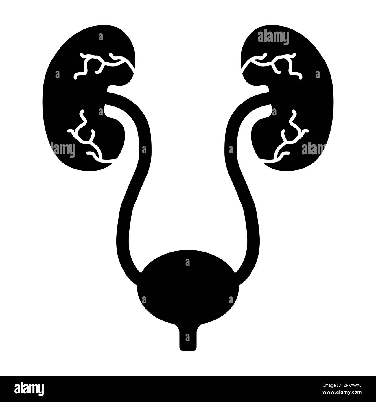 Urology health human icon, anatomy medical body bladder sign, biology ...