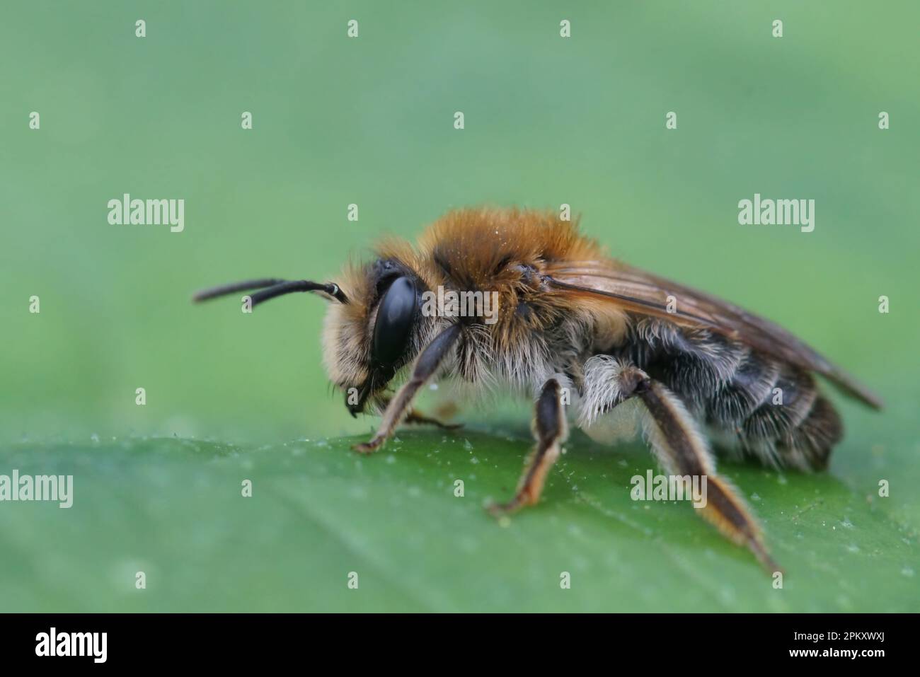 Detailed natural closeup on a fluffy female Mellow miner solitary bee ...