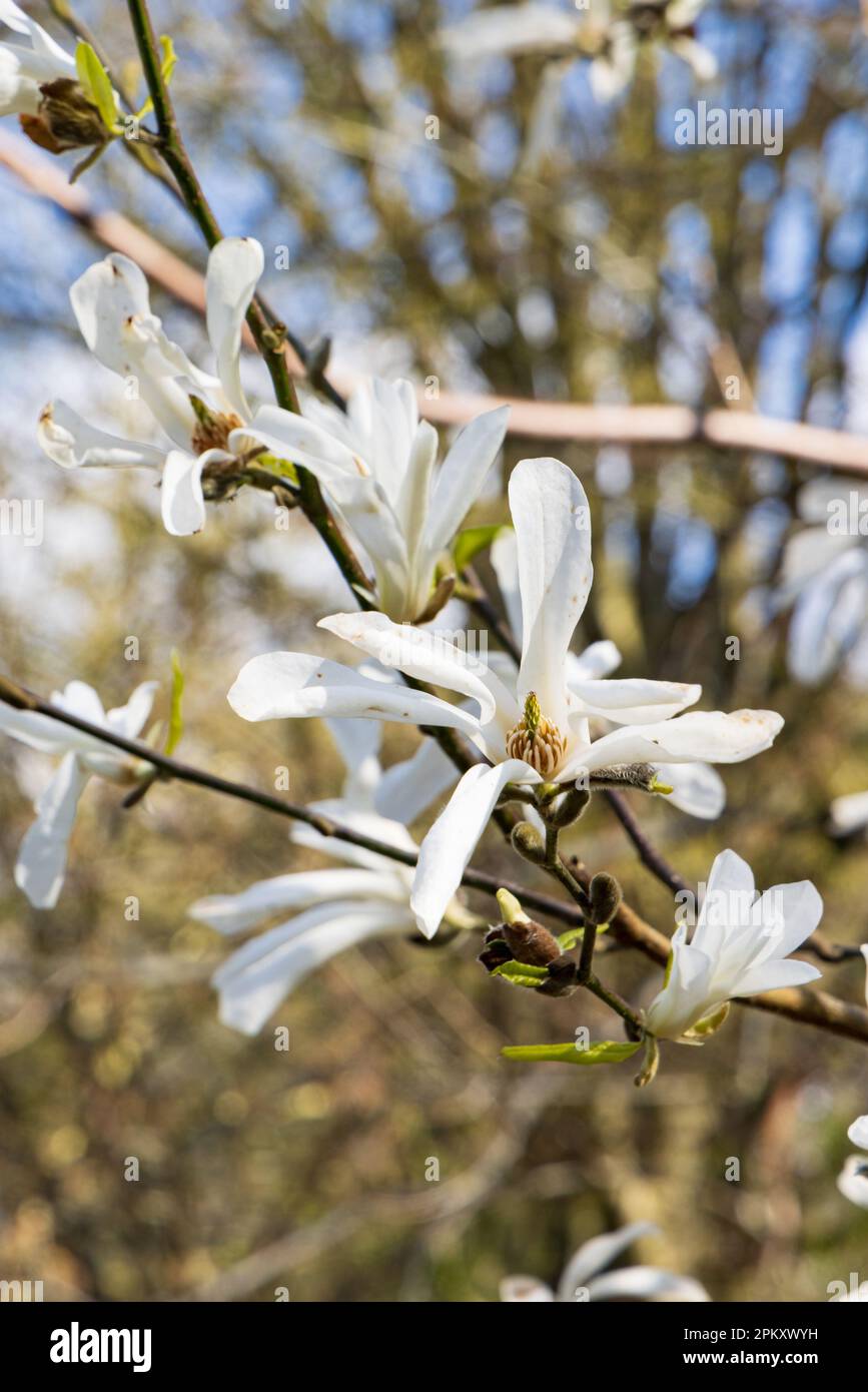 Northern Japanese Magnolia tree in Hortus Botanicus in Haren ...
