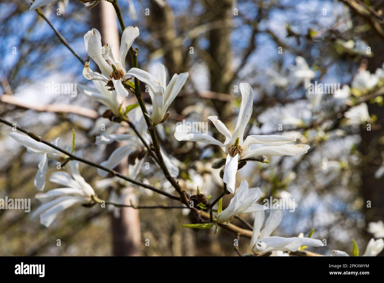 Northern Japanese Magnolia tree in Hortus Botanicus in Haren ...