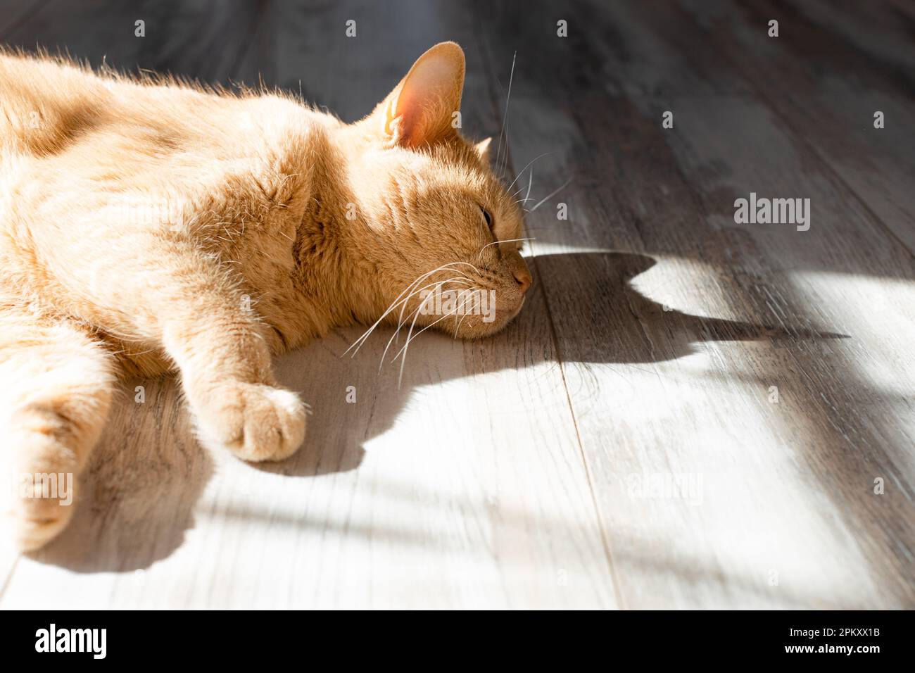 cat basking in the sun. cat sleeping lying in the sun. cat sleeping on ...