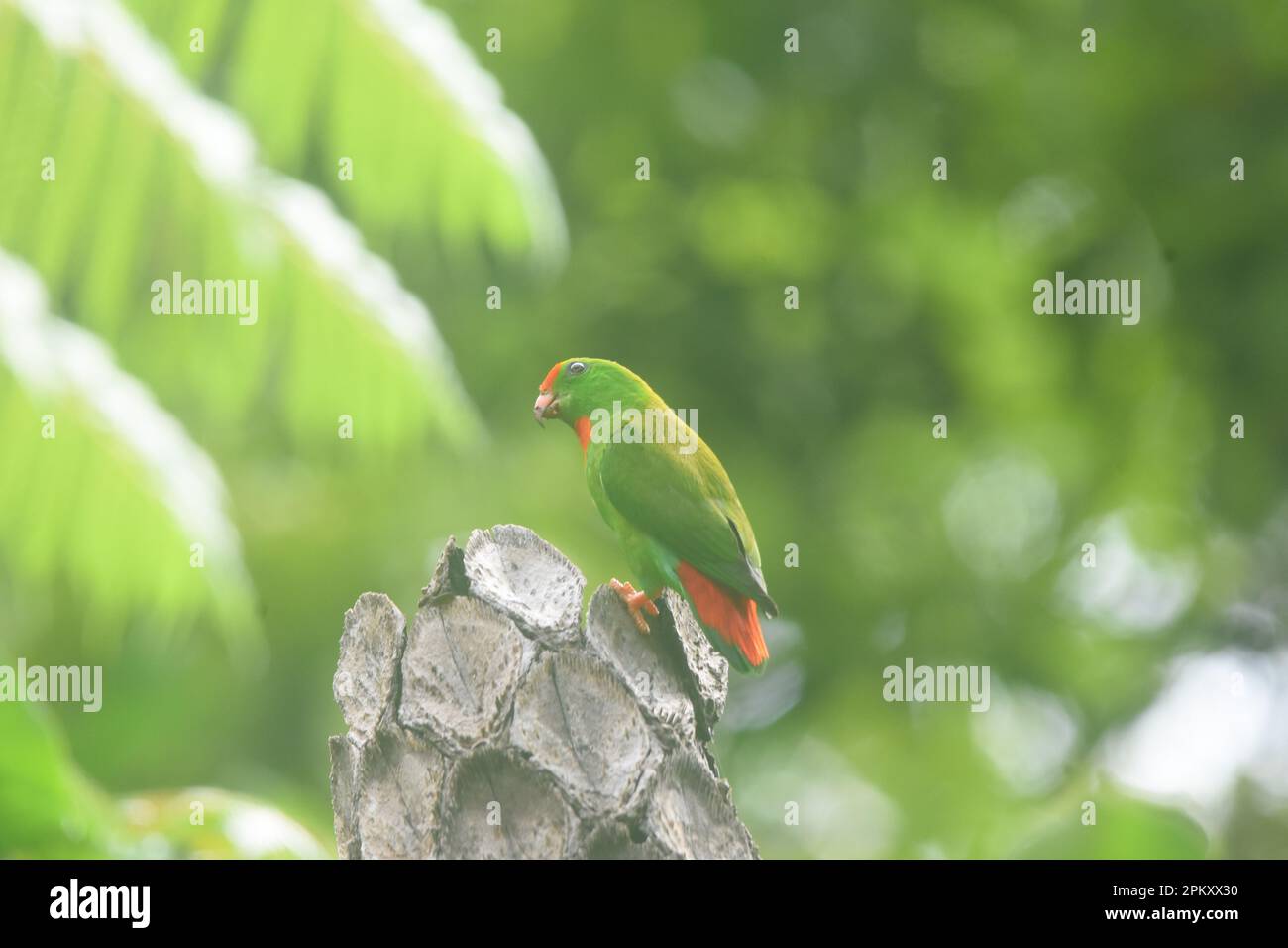 Short tailed parrots hi-res stock photography and images - Alamy