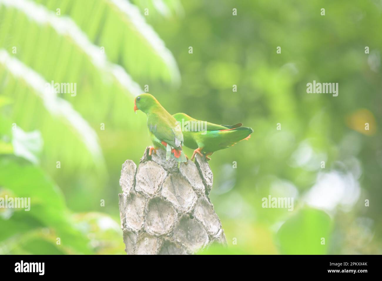 Bacong, Philippines. 10th Apr, 2023. Hanging parrots are birds in the ...